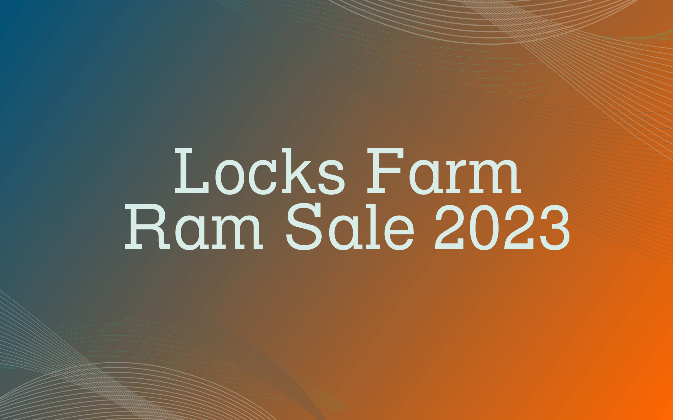 Annual Locks Farm Ram Sale - Locks New Zealand Romneys - Providing top ...