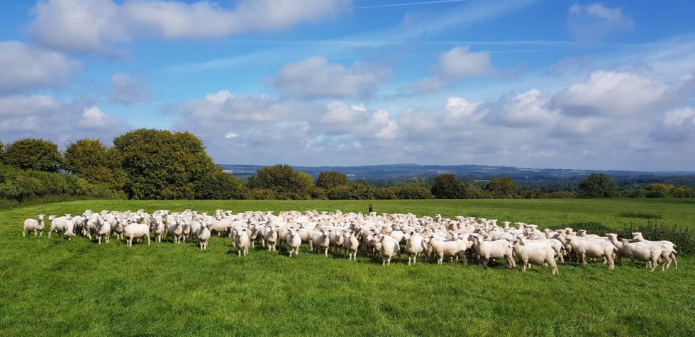 Locks Farm January Newsletter 2024 - Locks New Zealand Romneys ...