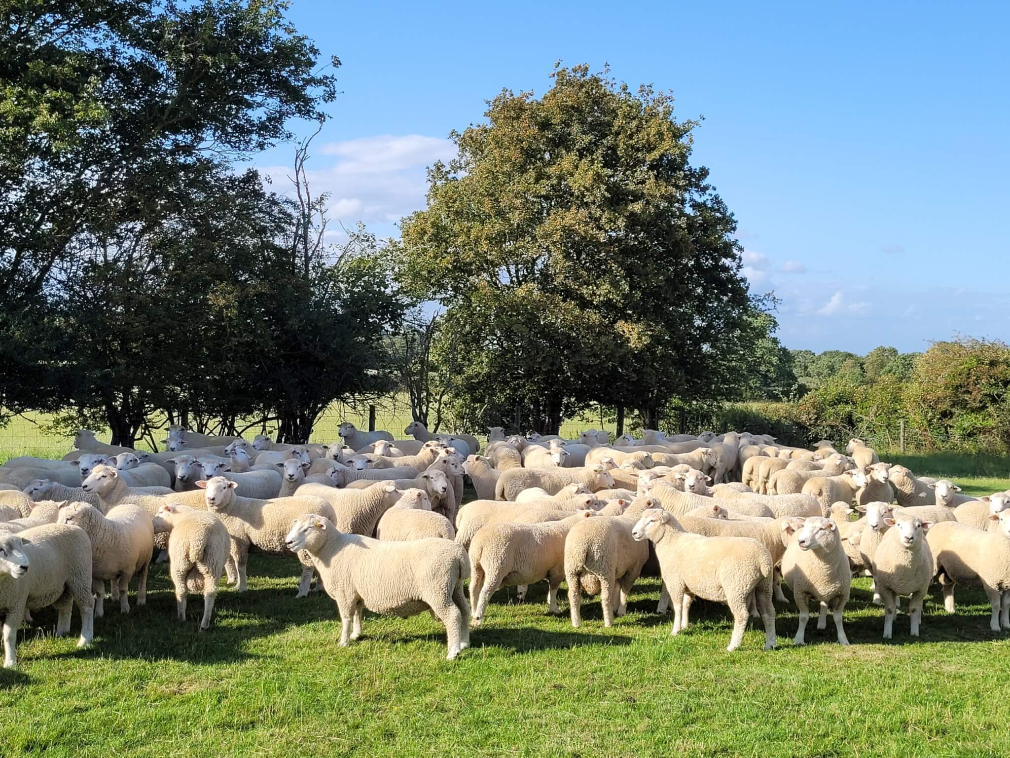 Locks Farm NZ Romneys - Providing top quality performance recorded New ...
