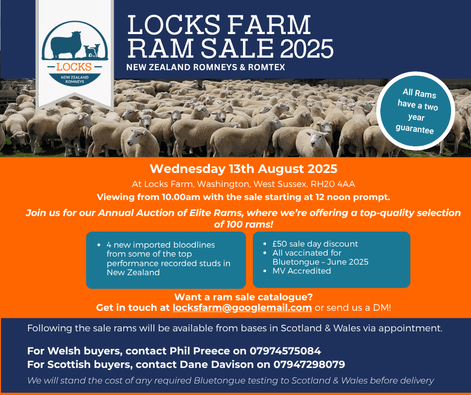 Locks Farm Annual Ram Sale 2025 - Locks New Zealand Romneys - Providing ...